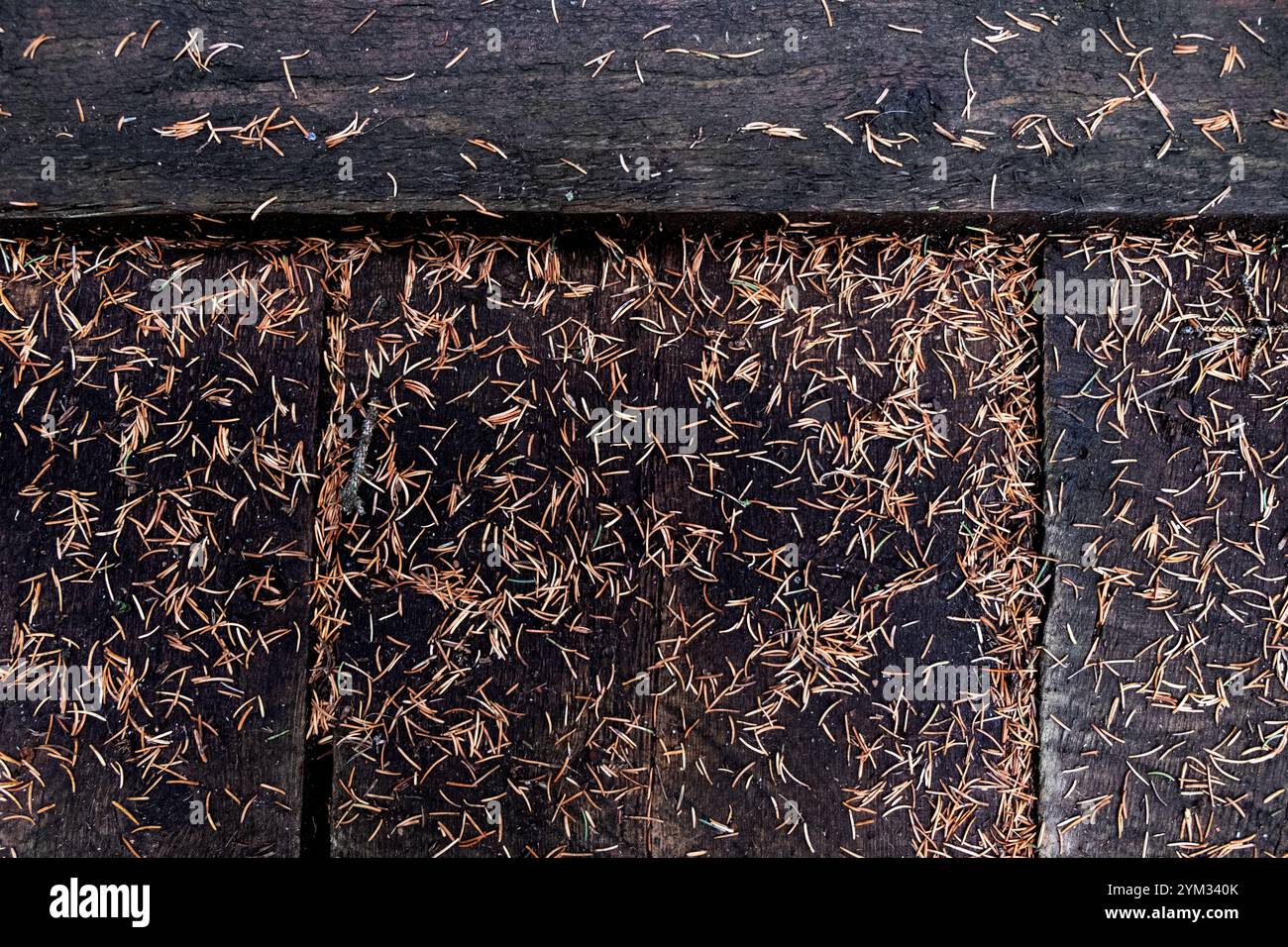 Dry pine needles on dark weathered wood, overhead shot Stock Photo - Alamy