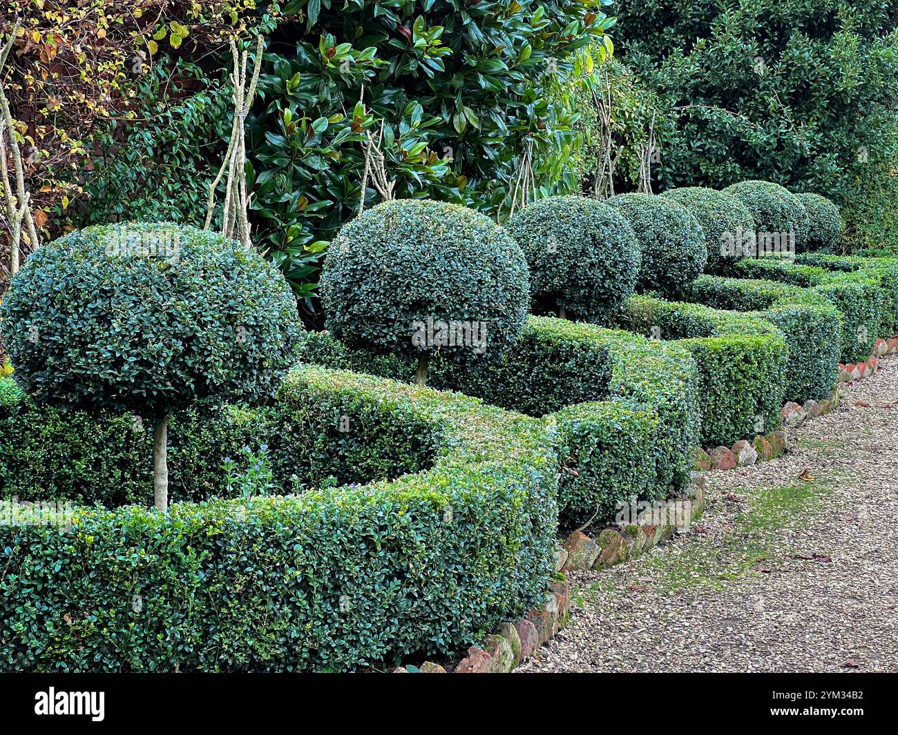 A neatly cut row of box hedge and bay trees in a row Stock Photo - Alamy
