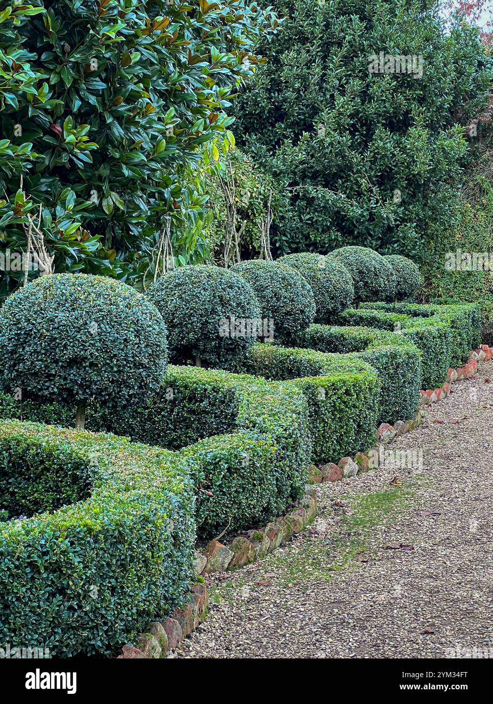 A neatly cut row of box hedge and bay trees in a row Stock Photo - Alamy