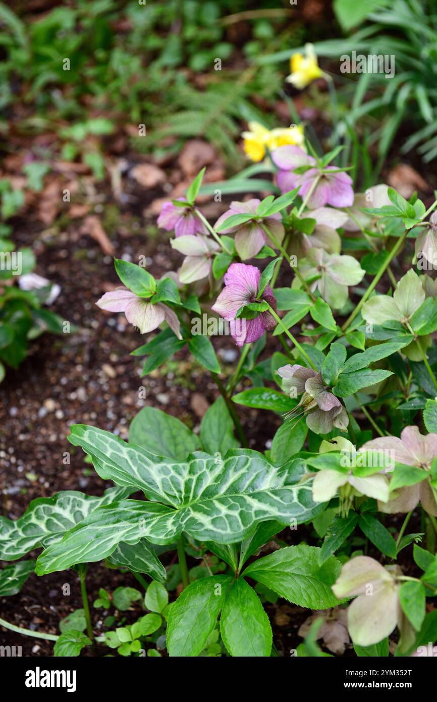 Arum and hellebore hi-res stock photography and images - Alamy