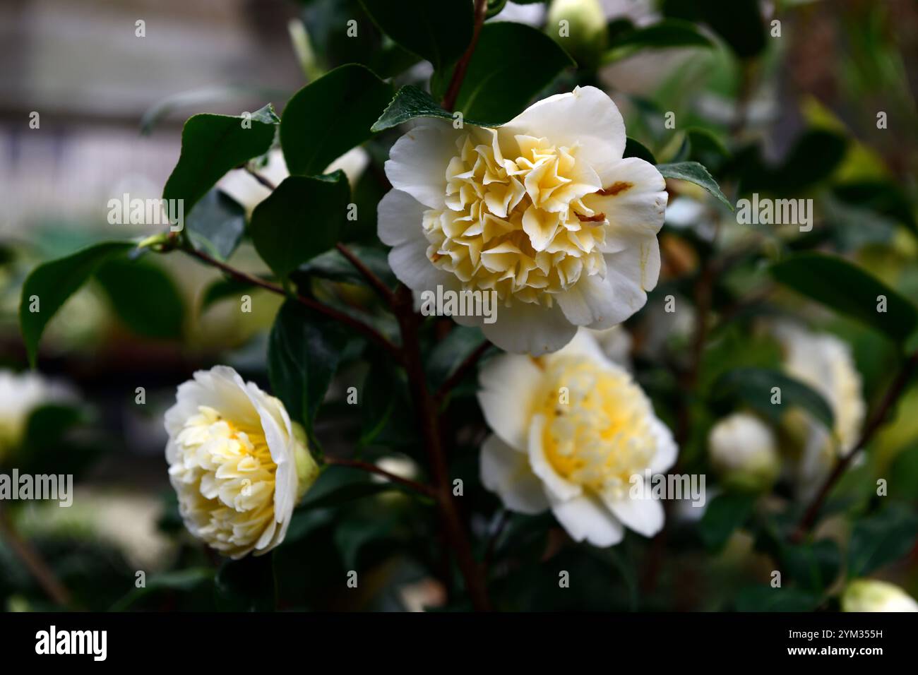 Camellia japonica Brushfield Yellow,camellias,evergreen shrub,medium sized anemone-form flowers ...