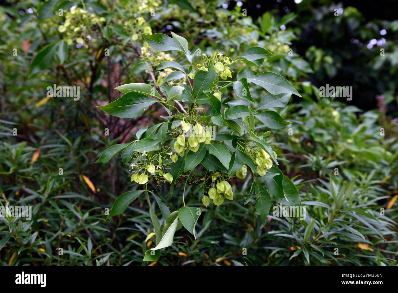 Ptelea trifoliata,common hoptree,wafer ash,stinking ash,skunk bush ...