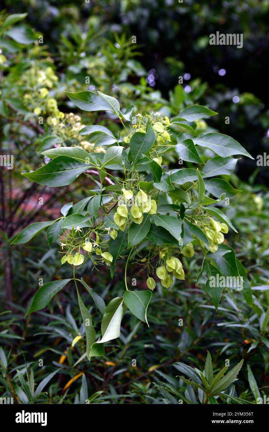 Ptelea trifoliata,common hoptree,wafer ash,stinking ash,skunk bush ...
