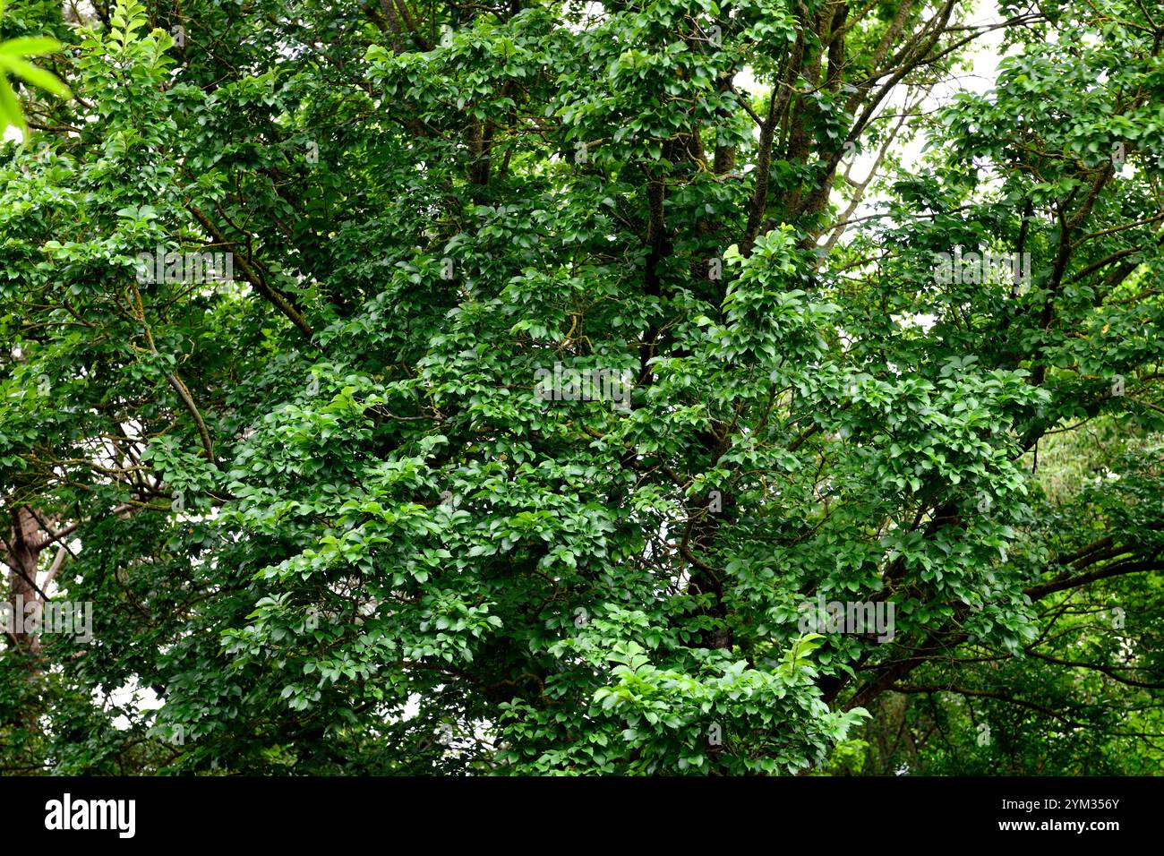 elm tree,elm,wych elm tree,broadleaved tree,Ulmus glabra,green leaves ...