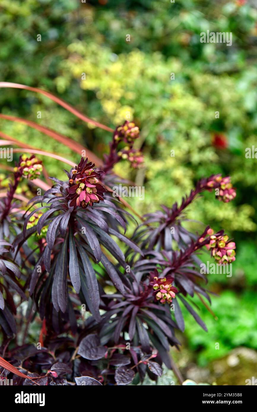 euphorbia amygdaloides purpurea,euphorbias,dark foliage,dark leaves ...