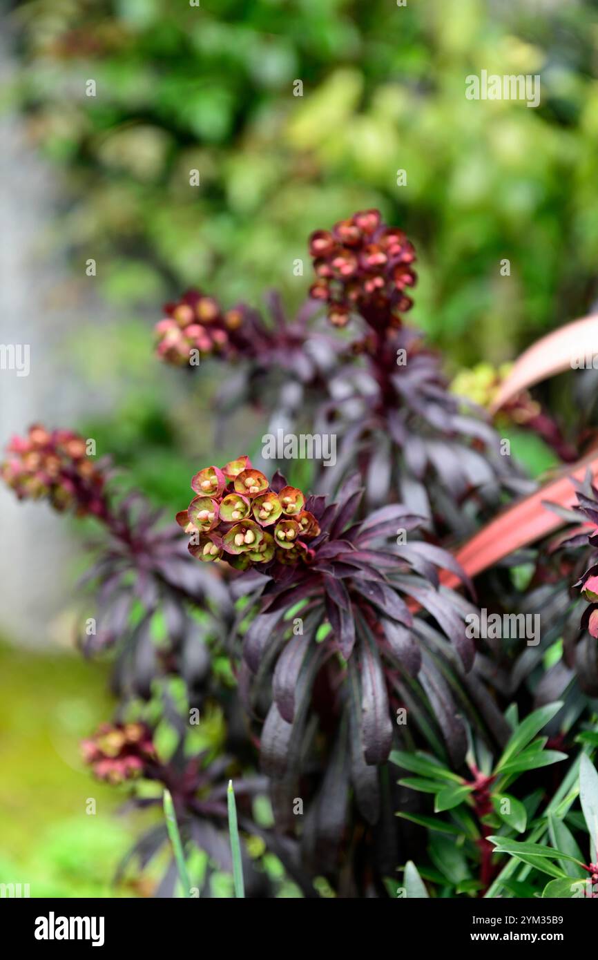 euphorbia amygdaloides purpurea,euphorbias,dark foliage,dark leaves ...
