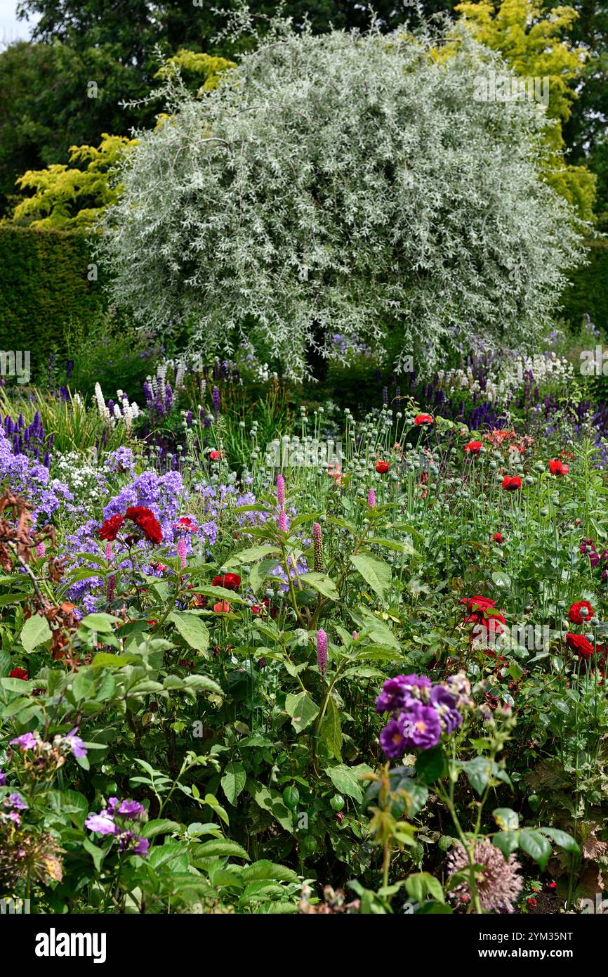 Altamont gardens, Corona North, commemorative border, herbaceous border ...