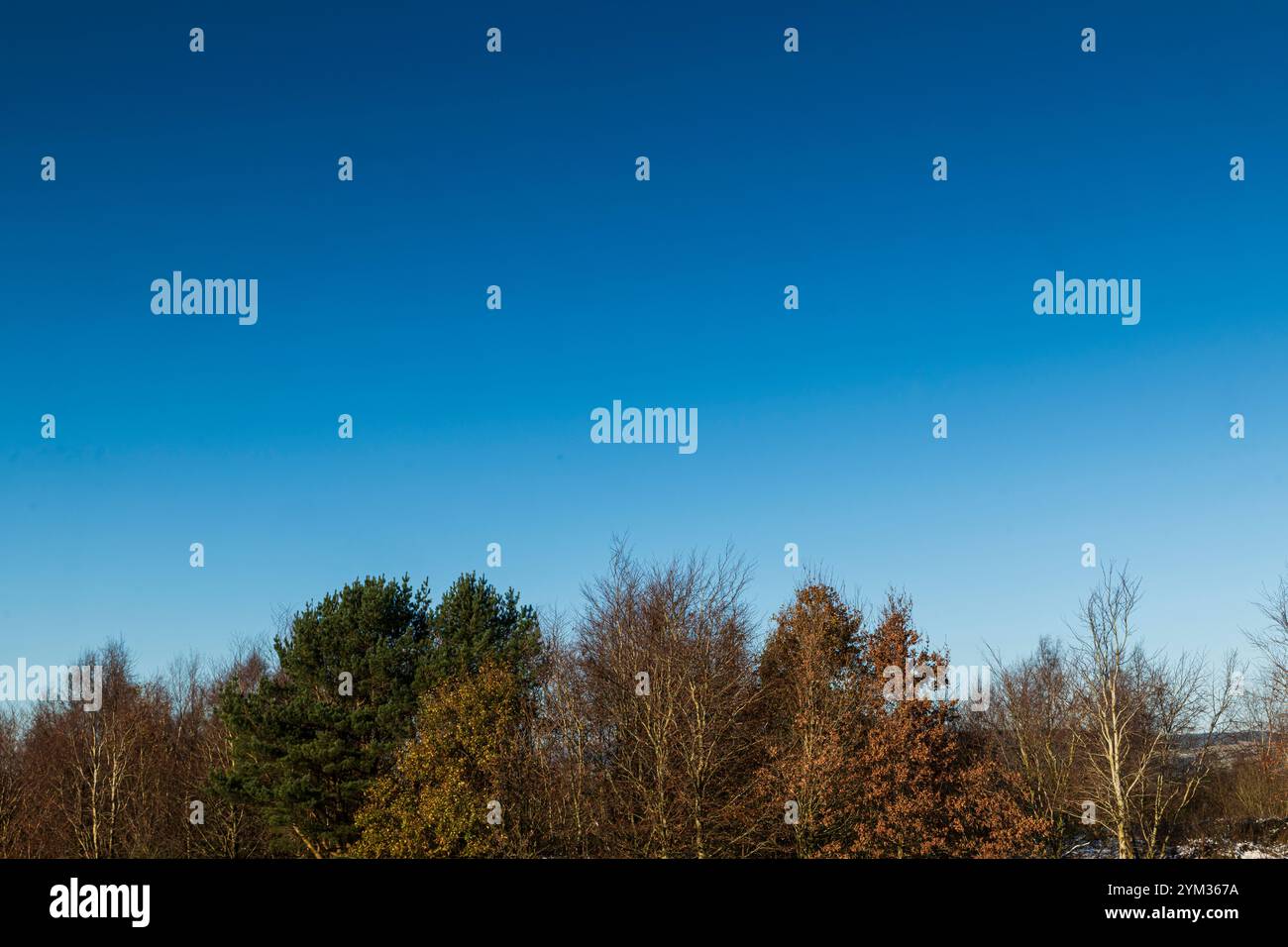 Deciduous and evergreen mix hi-res stock photography and images - Alamy