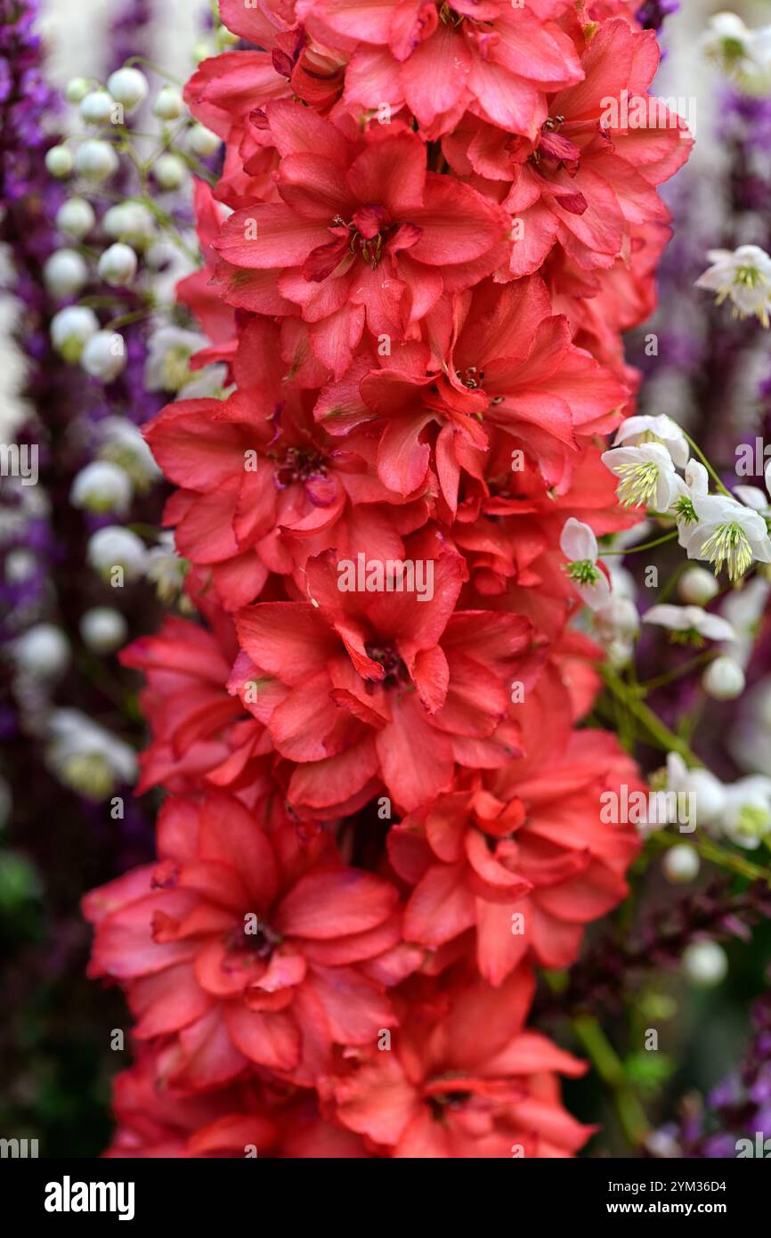 Coral delphinium flowers hi-res stock photography and images - Alamy