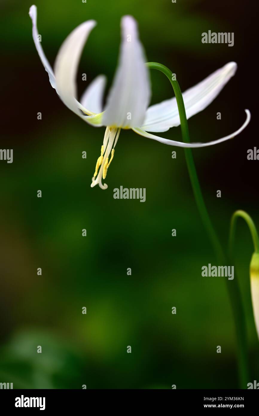 erythronium MP01,erythronium seedling,Morlas plants,creamy white ...