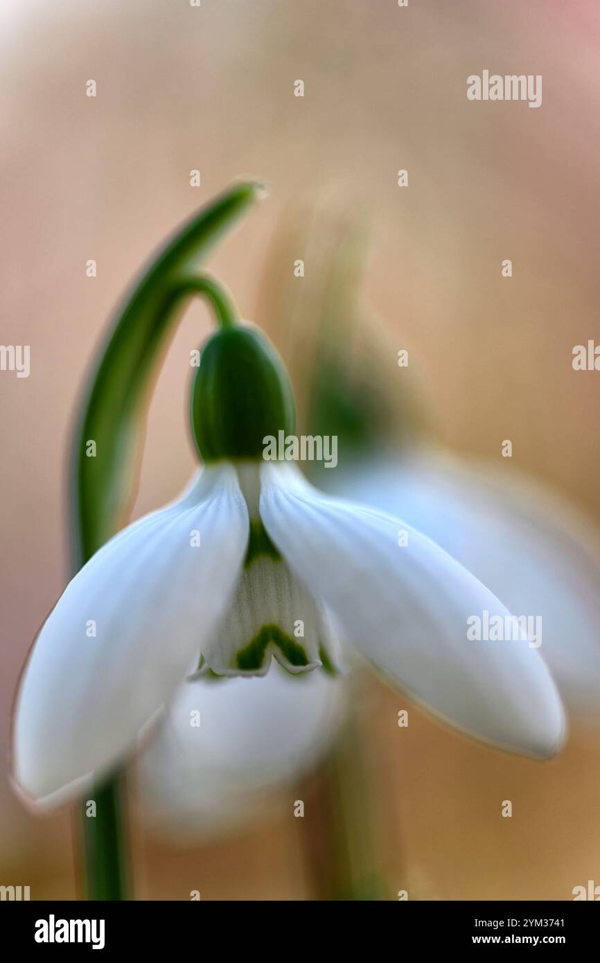 Galanthus bursanus hybrid hi-res stock photography and images - Alamy