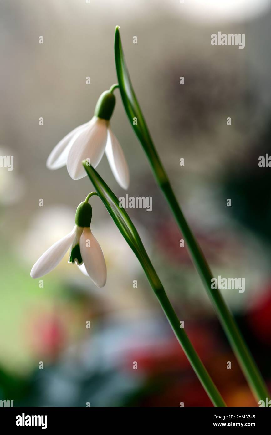 Galanthus Mark's Tall,hybrid snowdrops,hybrid galanthus,collectors ...