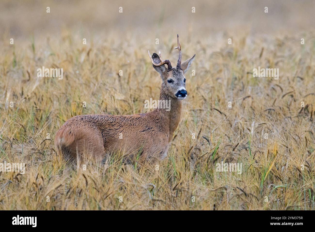 European roe deer (Capreolus capreolus) buck / male with deformed ...