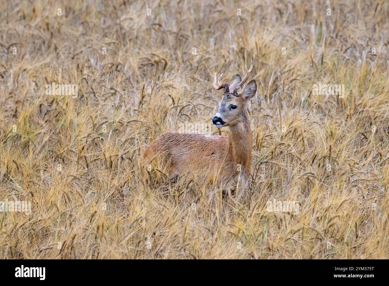 European roe deer (Capreolus capreolus) buck / male with deformed ...