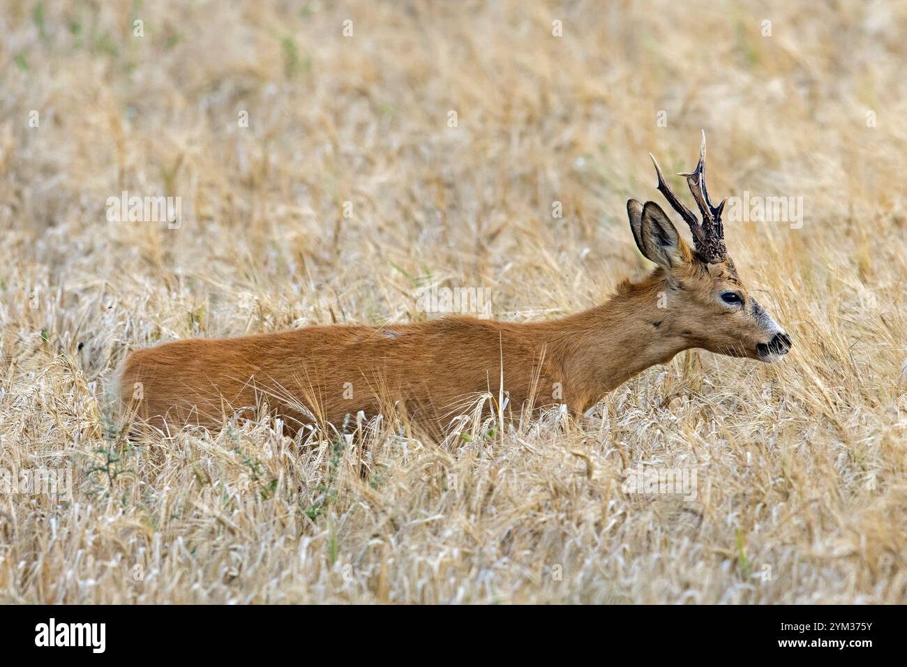 European roe deer (Capreolus capreolus) buck / male with deformed ...