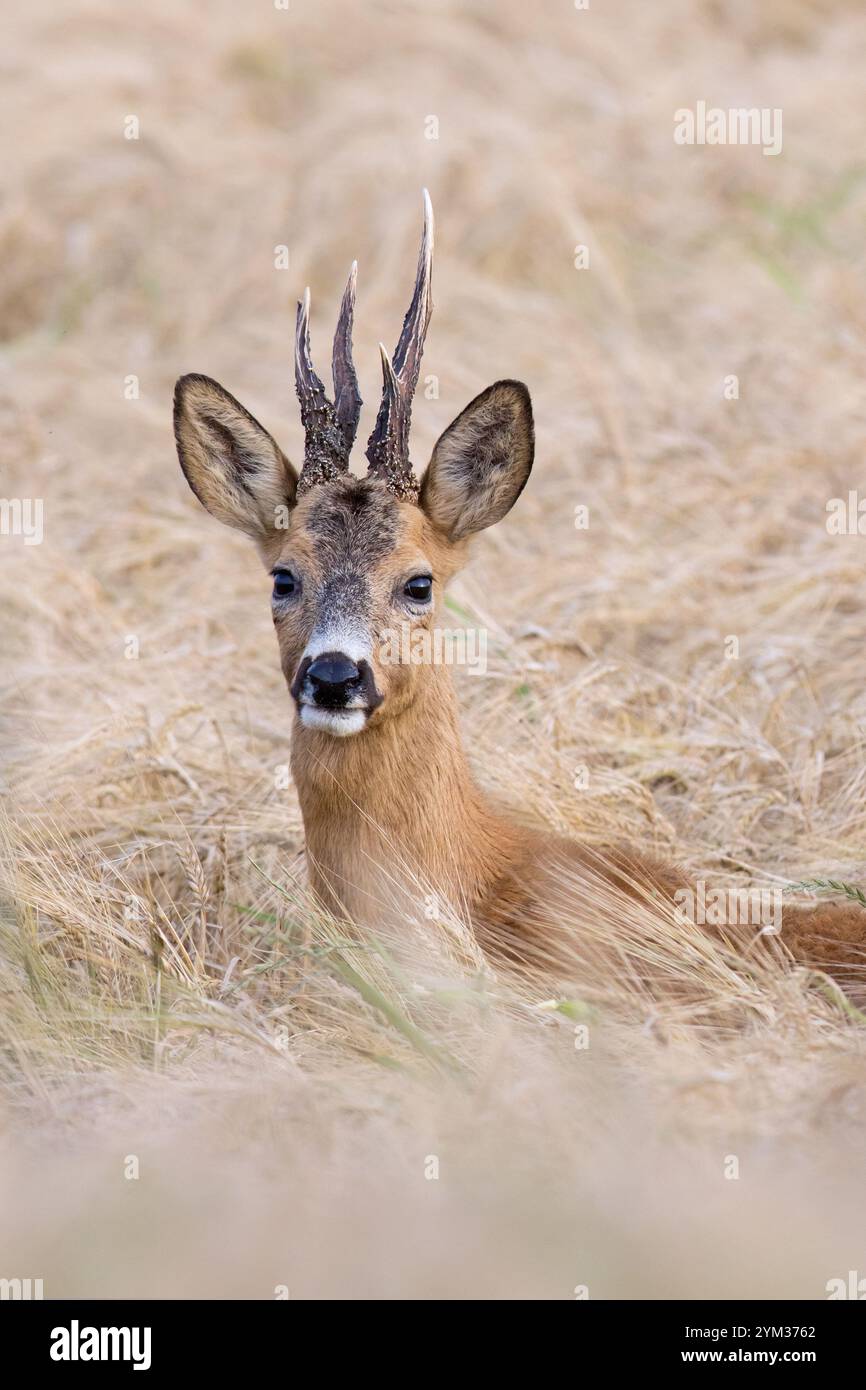 European roe deer (Capreolus capreolus) buck / male with deformed ...