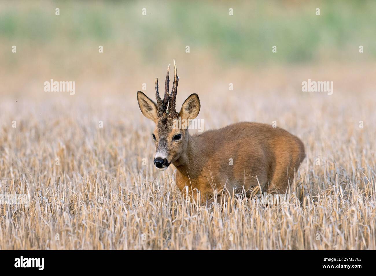 European roe deer (Capreolus capreolus) buck / male with deformed ...