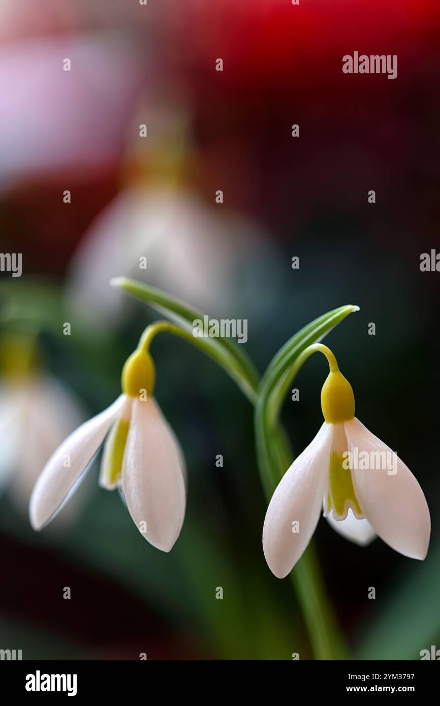 Snodrop yellow hi-res stock photography and images - Alamy