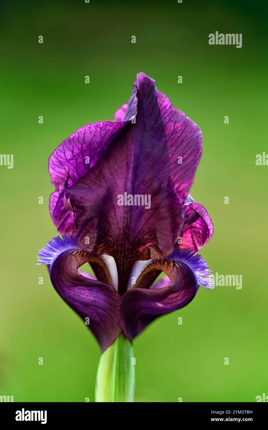 Iris Dushanbe,Regelia hybrid Iris,purple iris,rare,aril iris,irises,RM ...