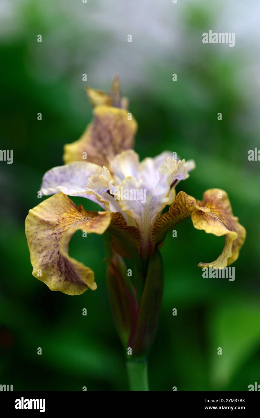 iris colonel mustard,Siberian iris colonel mustard,Burnished bronze ...