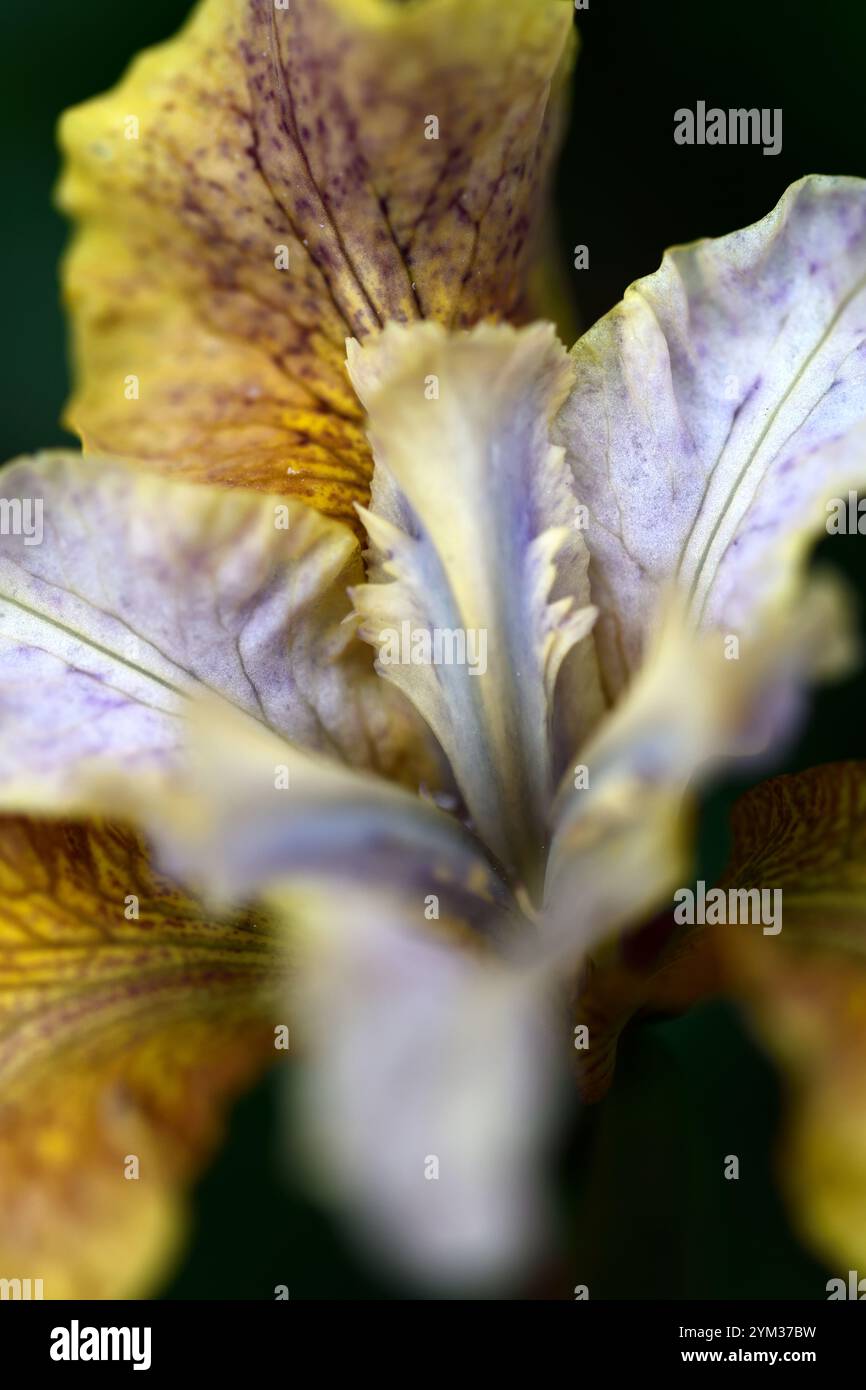 iris colonel mustard,Siberian iris colonel mustard,Burnished bronze ...