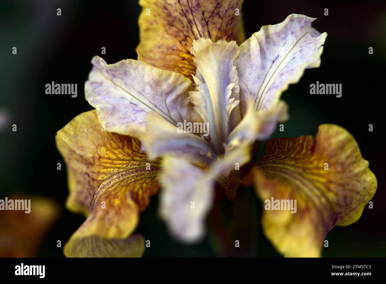 iris colonel mustard,Siberian iris colonel mustard,Burnished bronze ...