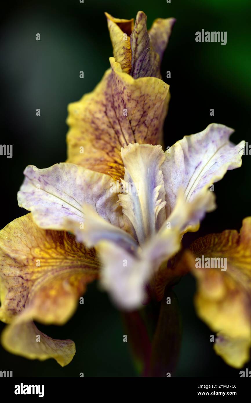 iris colonel mustard,Siberian iris colonel mustard,Burnished bronze ...