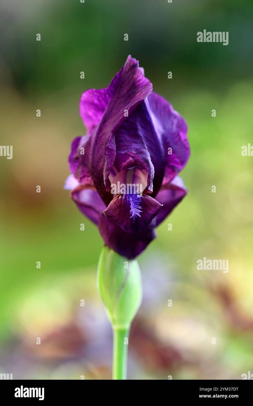 Iris Dushanbe,Regelia hybrid Iris,purple iris,rare,aril iris,irises,RM ...