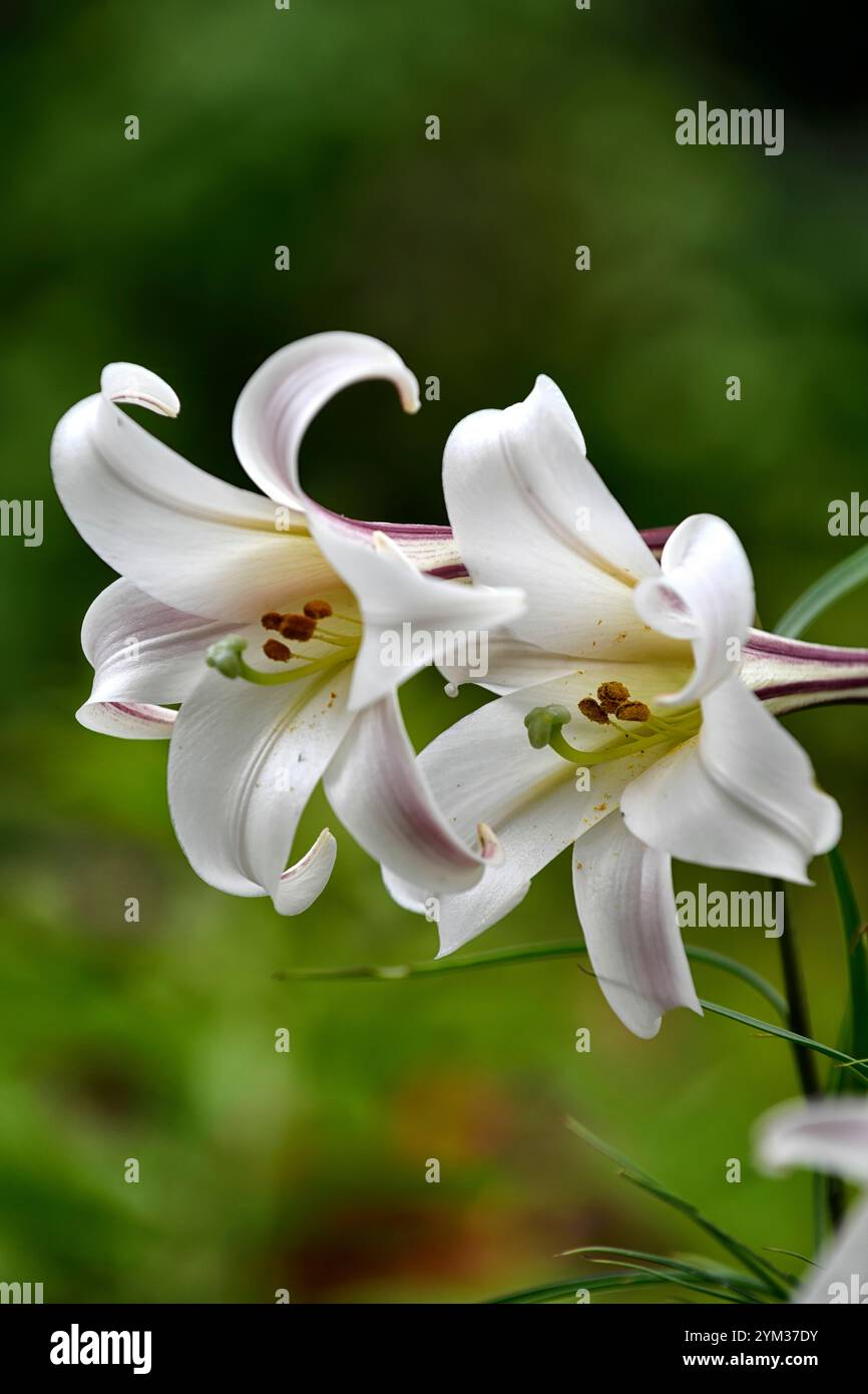 Dwarf formosa lily hi-res stock photography and images - Alamy