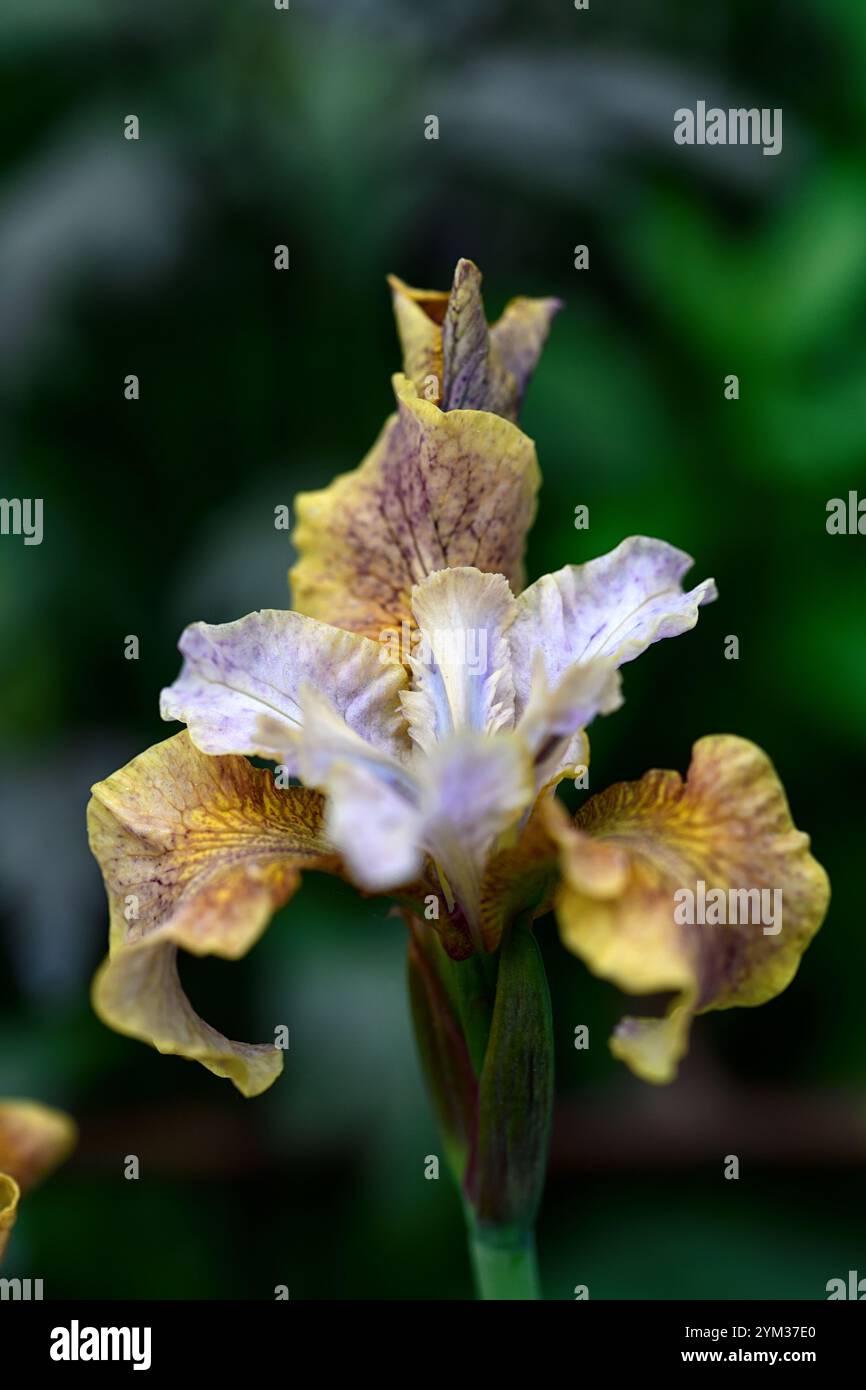 iris colonel mustard,Siberian iris colonel mustard,Burnished bronze ...