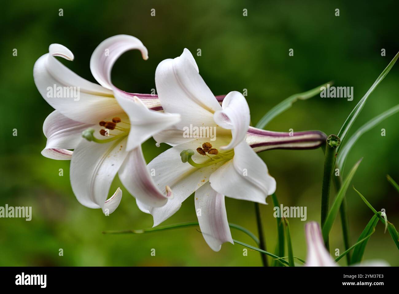 Dwarf formosa lily hi-res stock photography and images - Alamy