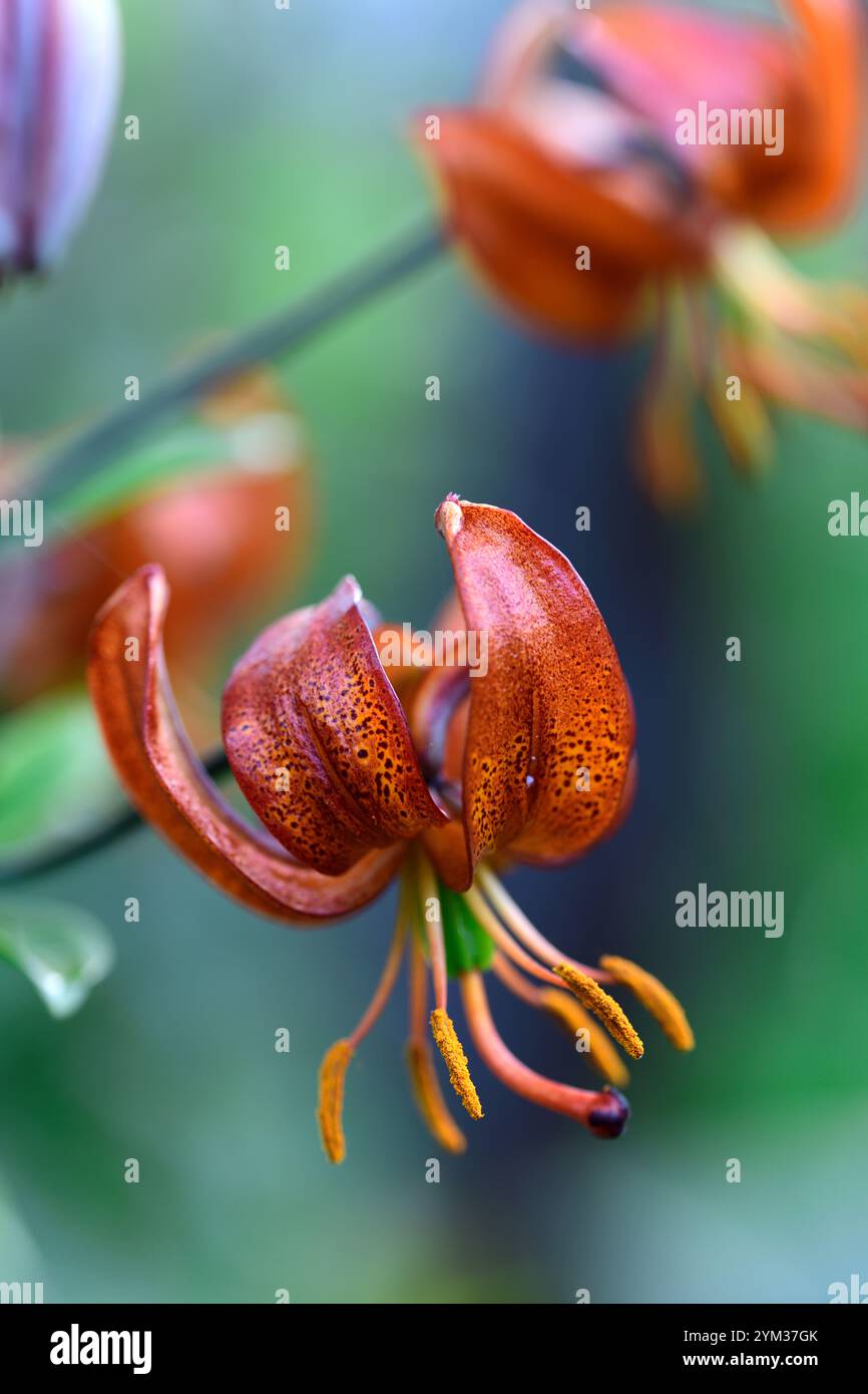 lilium martagon ali baba,burnt orange flowers,copper rust flowers ...