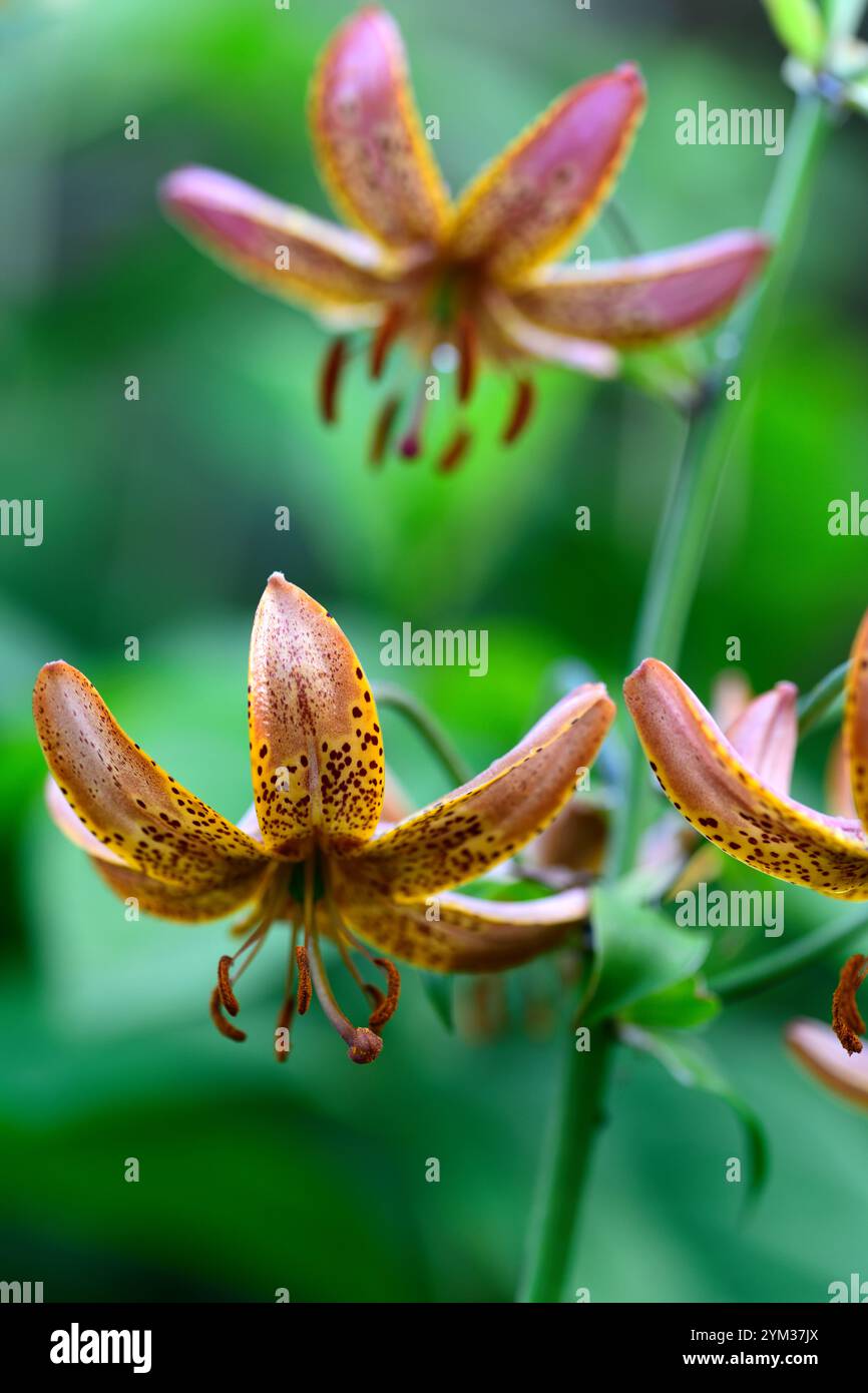 lilium martagon bronze medallion,orange yellow flowers,flower,flowers ...