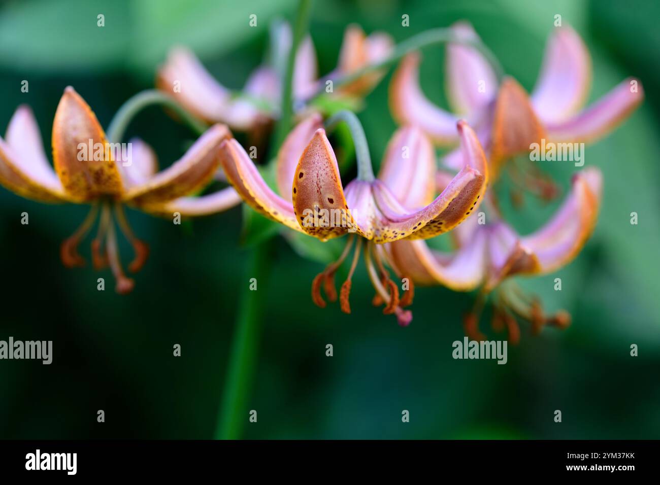 lilium martagon bronze medallion,orange yellow flowers,flower,flowers ...