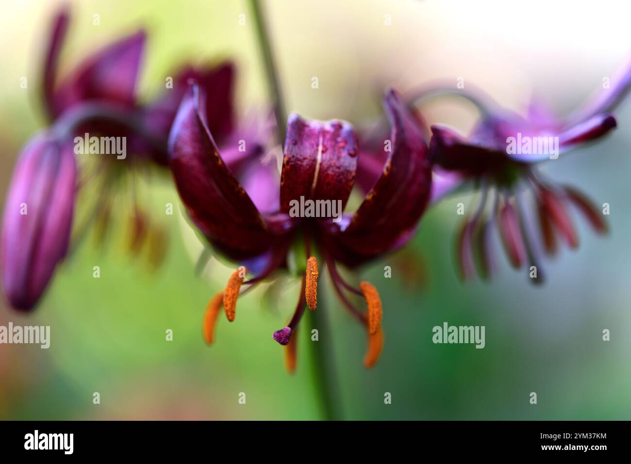 lilium martagon king of the hill,deep red flowers,flower,flowers,perennial,woodland garden,shady ...