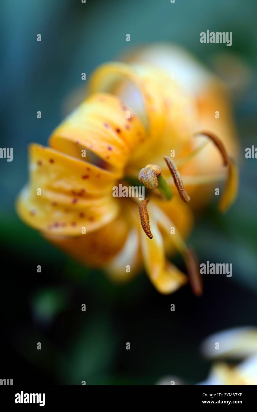 Lilium martagon zvanu tornis hi-res stock photography and images - Alamy