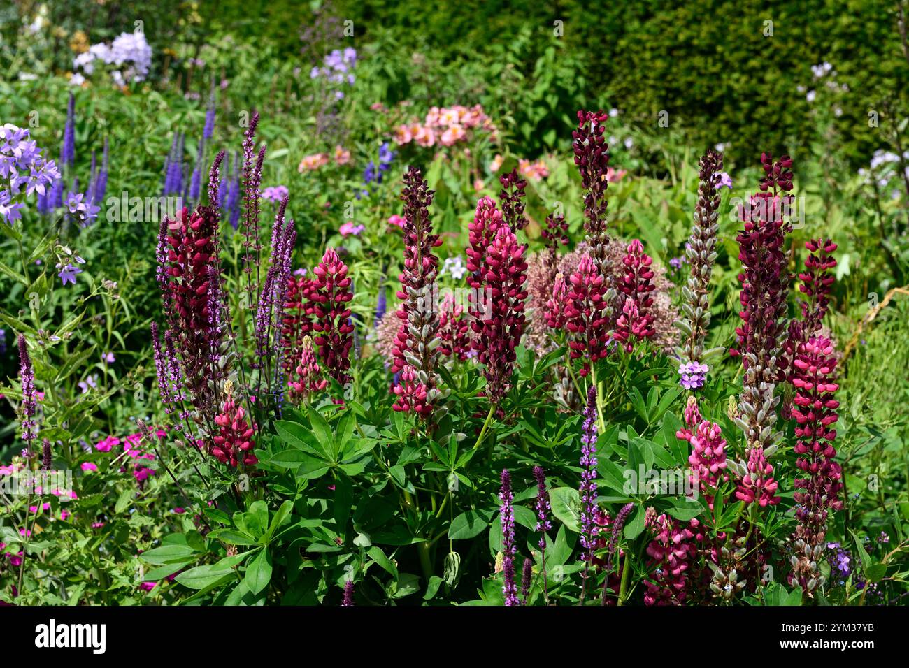 pink lupin,pink lupins,pink flower,flowering,border,mixed planting ...