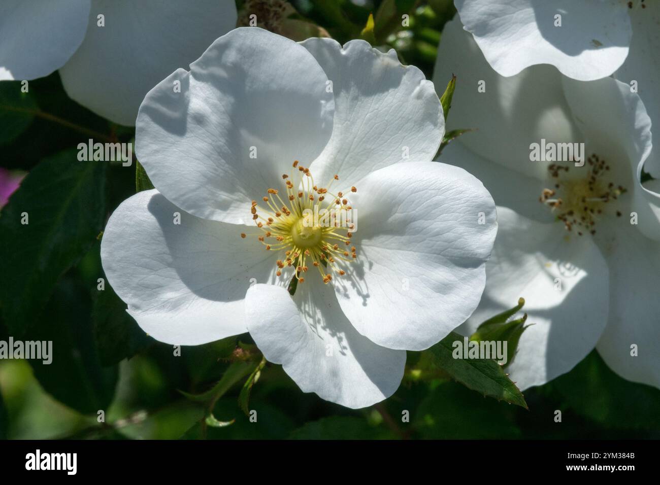 Escimo hi-res stock photography and images - Alamy