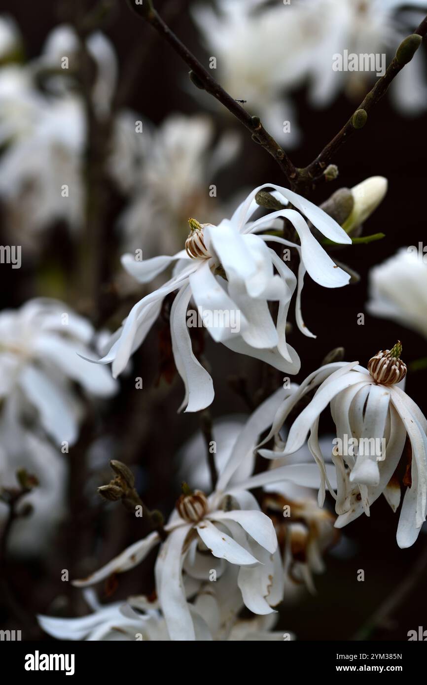 magnolia stellata,star magnolia, magnolia stellata flowers, white ...