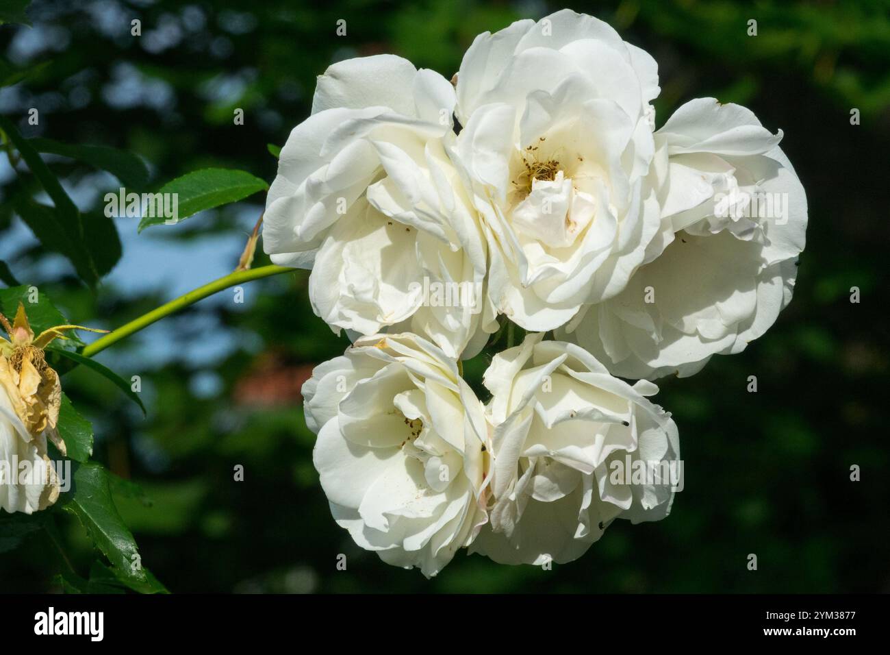Rose and white flower hi-res stock photography and images - Alamy