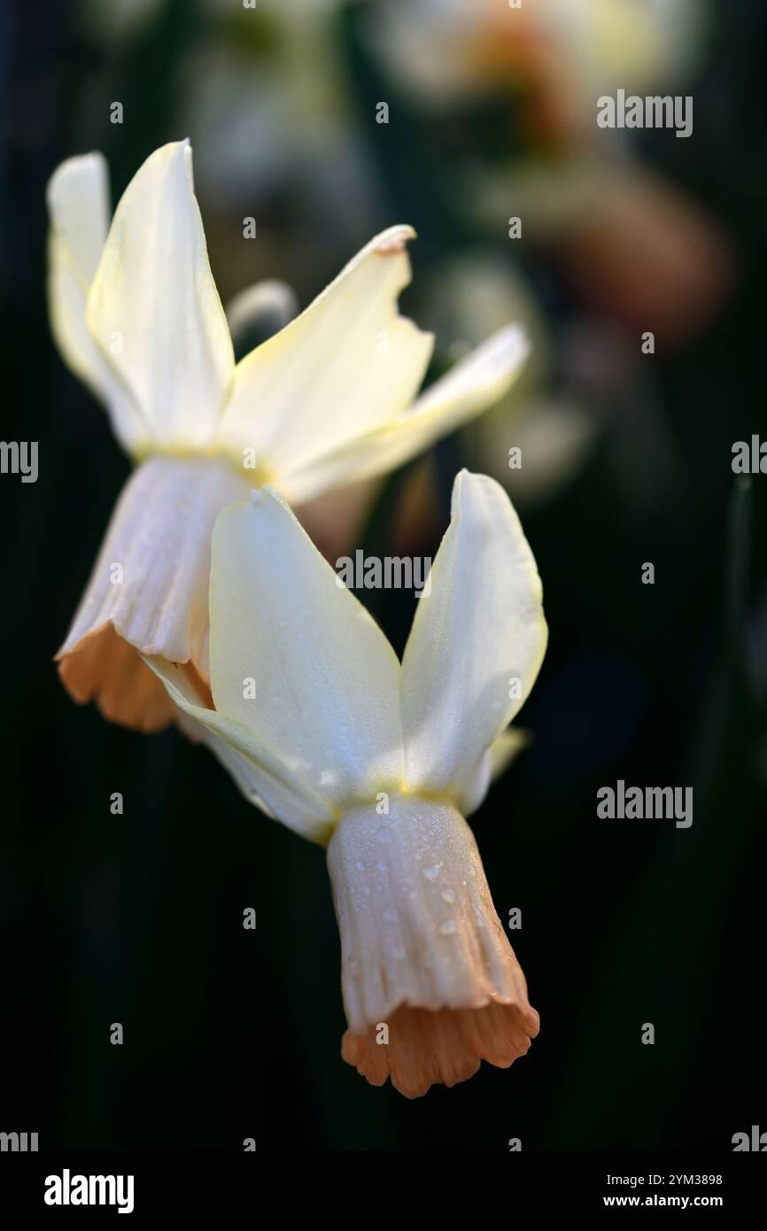 Daffodil carice hi-res stock photography and images - Alamy