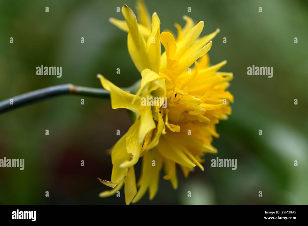 Narcissus Rip Van Winkle,yellow flowers,flowering,spring,daffodils,daffodil,narcissi,garden ...