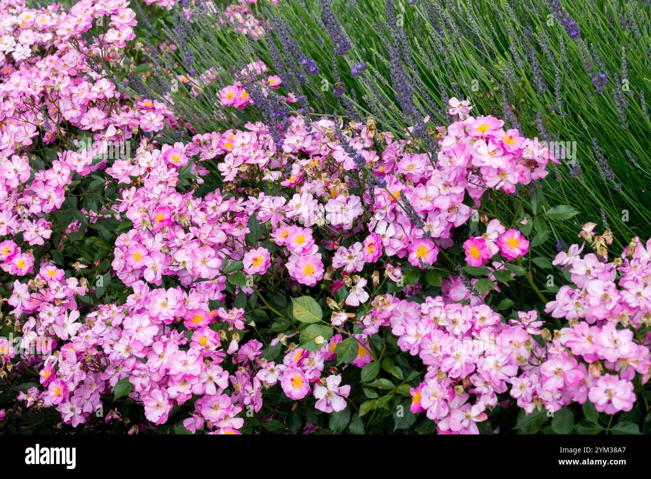 Lavender blooming rose hi-res stock photography and images - Alamy