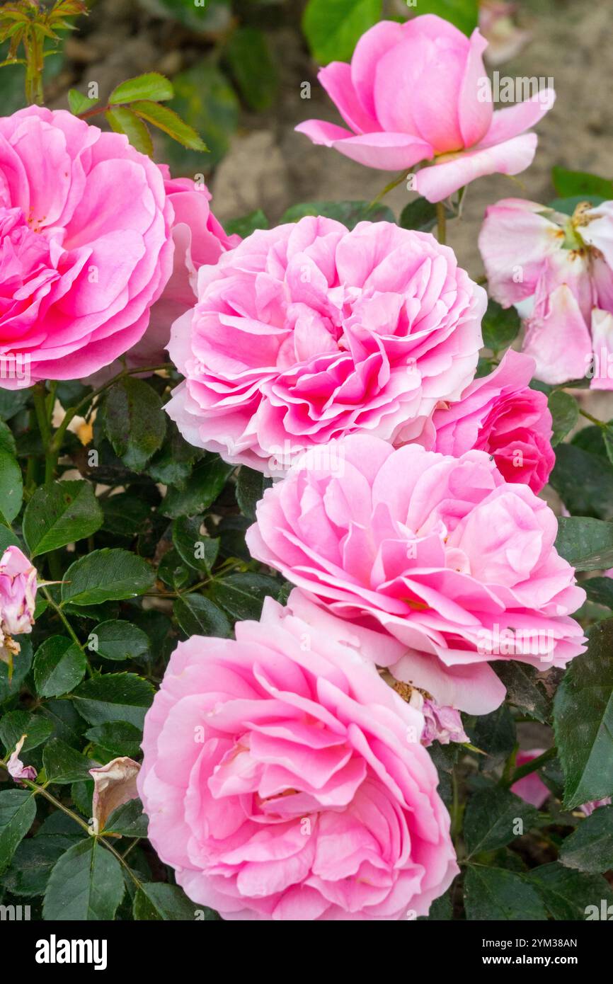 Roses hybrid hi-res stock photography and images - Alamy