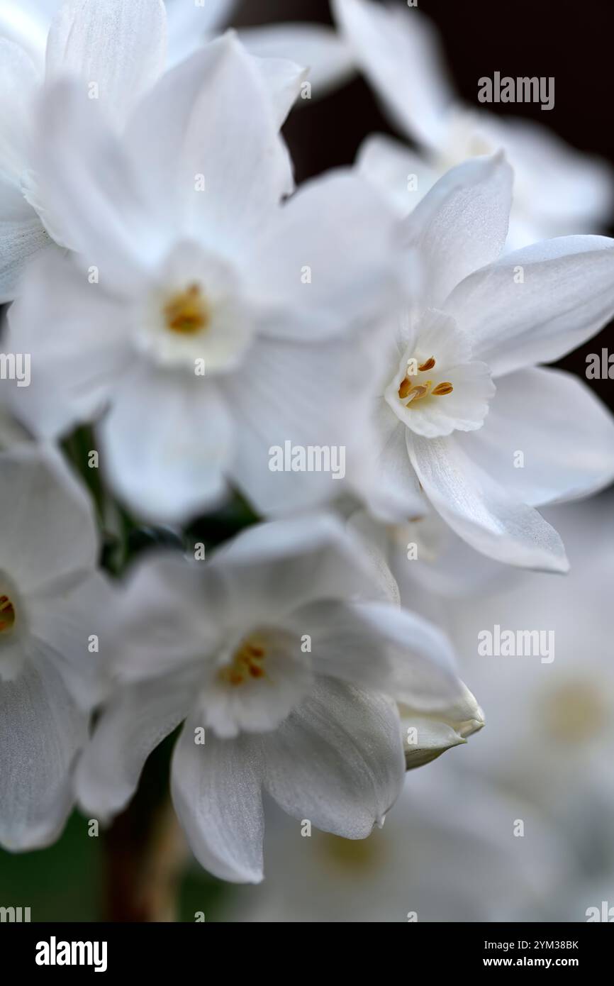 Narcissus tazetta Paperwhite,narcissus Inbal, paperwhites,tender ...