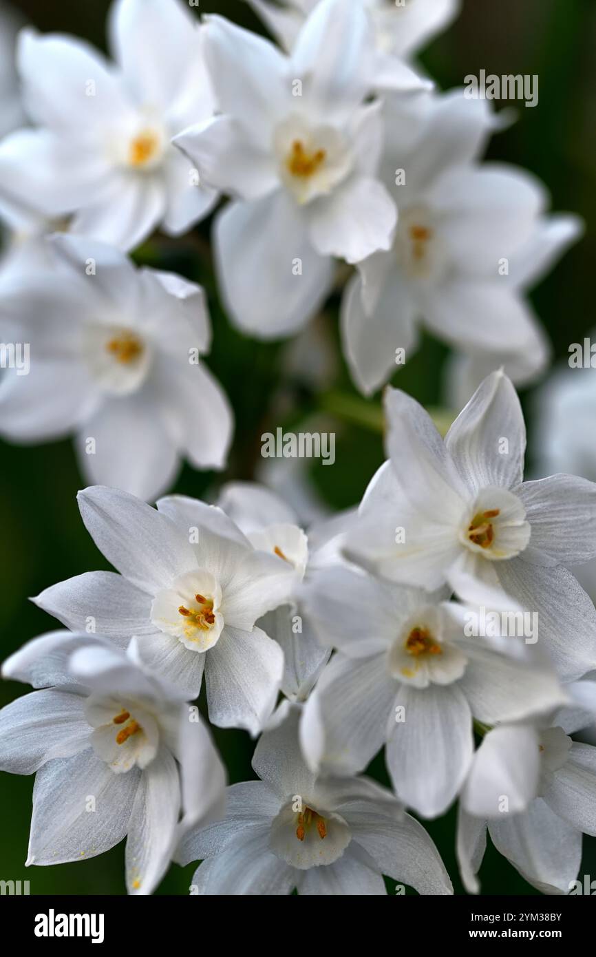 Narcissus tazetta Paperwhite,narcissus Inbal, paperwhites,tender ...