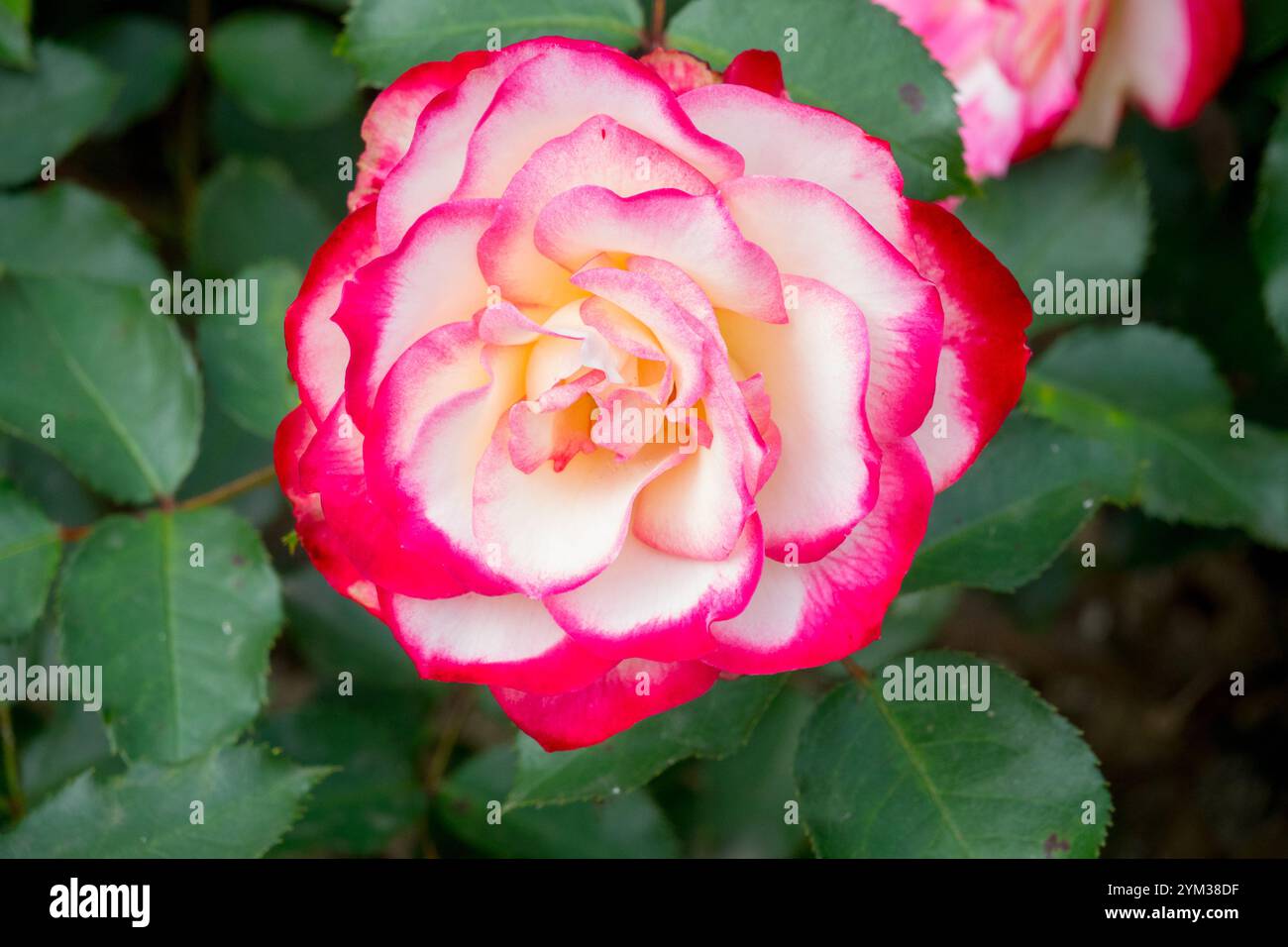 Rose "Jubile du Prince de Monaco" garden shrub rose Stock Photo - Alamy