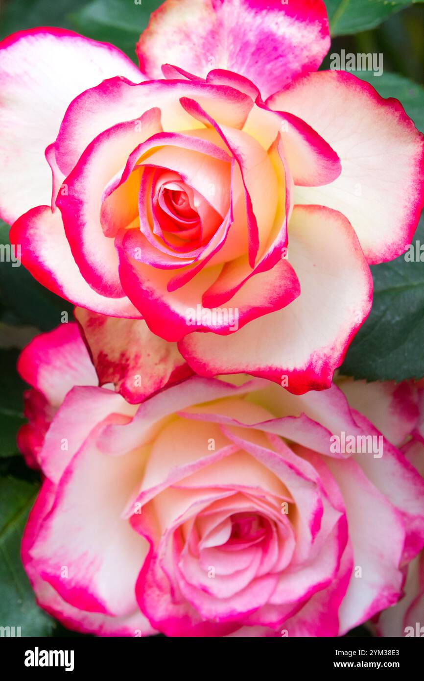 Rose "Jubile du Prince de Monaco" Rose Portrait flower Stock Photo - Alamy
