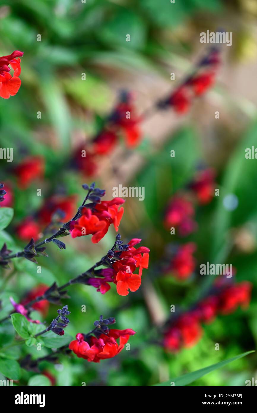 Salvia greggii Royal Bumble,salvias,sage,sages,scarlet,red,flower ...