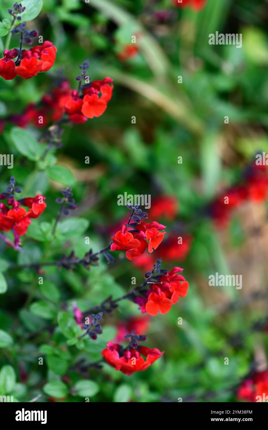 Salvia greggii Royal Bumble,salvias,sage,sages,scarlet,red,flower ...